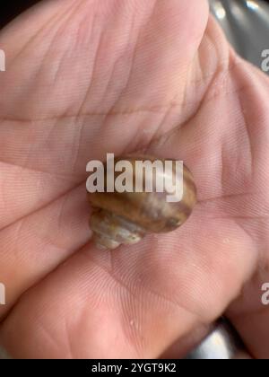Banded Mystery Snail (Callinina georgiana), Mollusca, Johnson St ...