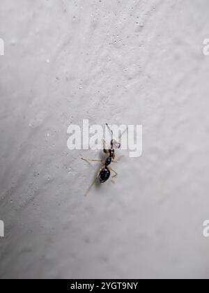 Pincer Wasps (Dryinidae Stock Photo - Alamy