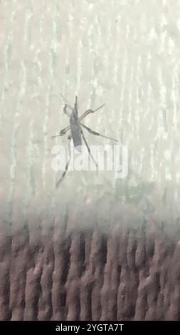 Gallinipper (Psorophora ciliata Stock Photo - Alamy