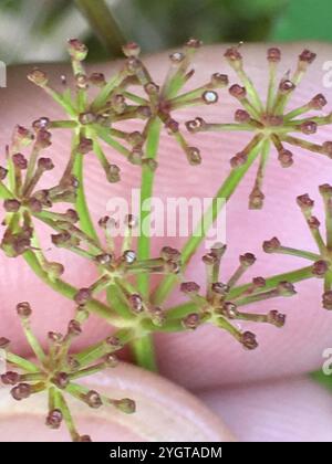 purple meadow-parsnip (Thaspium trifoliatum trifoliatum) Plantae Stock ...