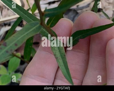 Shrubby Primrose-willow (Ludwigia suffruticosa Stock Photo - Alamy