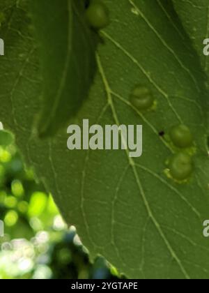 Hackberry Nipplegall Psyllid (Pachypsylla celtidismamma Stock Photo - Alamy