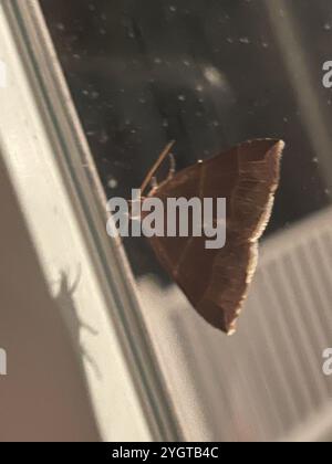 Maple Looper Moth (Parallelia bistriaris Stock Photo - Alamy