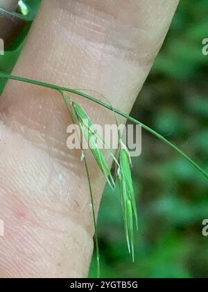 Alaska Oniongrass (Melica subulata Stock Photo - Alamy