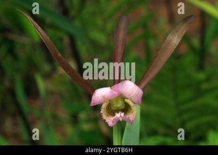 large spreading pogonia (Cleistesiopsis divaricata) Plantae Stock Photo ...
