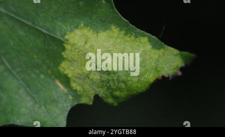 Oak Leaf Blister (Taphrina caerulescens) Fungi Stock Photo - Alamy