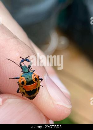Anchor Stink Bug (Stiretrus anchorago) Insecta Stock Photo - Alamy