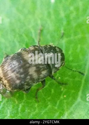 Fungus Weevils (Anthribidae Stock Photo - Alamy