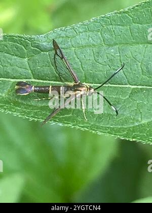 Ironweed Clearwing Moth (Carmenta bassiformis Stock Photo - Alamy