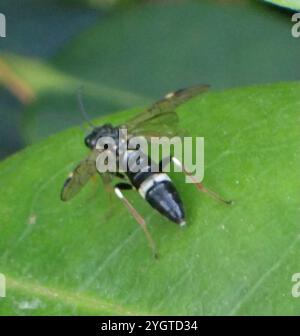 Curled Rose Sawfly (Allantus cinctus), Insecta, Graafland, Groot-Ammers ...