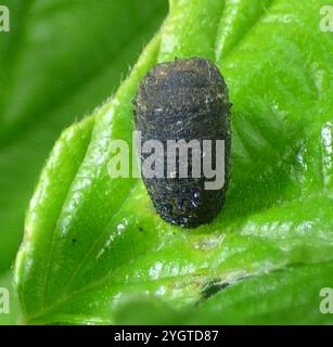 Case-bearing Leaf Beetles (Cryptocephalinae Stock Photo - Alamy