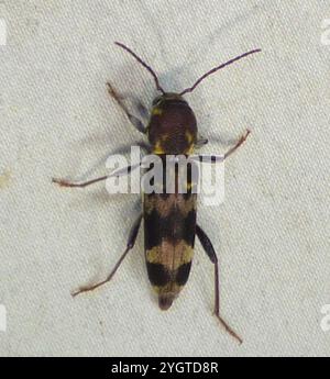 Rustic Borer (Xylotrechus colonus Stock Photo - Alamy