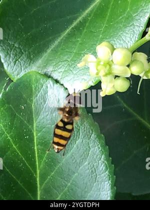 Long-tailed Aphideater Complex (Eupeodes americanus Stock Photo - Alamy