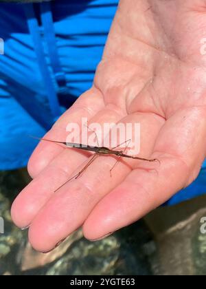 Brown Waterscorpion (Ranatra fusca Stock Photo - Alamy