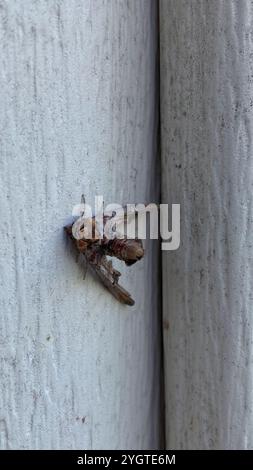 Dark Marathyssa Moth (Marathyssa inficita Stock Photo - Alamy