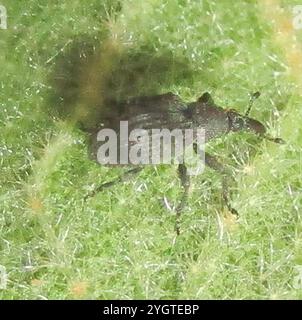 Pear-shaped Weevils (Apioninae Stock Photo - Alamy