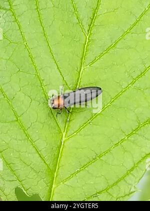Red-necked Cane Borer Beetle (Agrilus ruficollis Stock Photo - Alamy