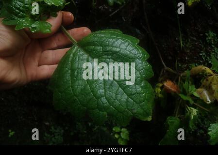 Wolf Spurflower (Coleus grandidentatus Stock Photo - Alamy