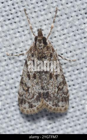 Many-spotted Scoparia Moth (Scoparia basalis Stock Photo - Alamy