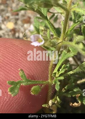 Obi-Wan conobea (Leucospora multifida Stock Photo - Alamy