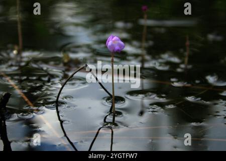 Purple Bladderwort (Utricularia purpurea Stock Photo - Alamy