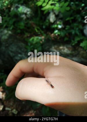 Common Dainty (Baccha elongata Stock Photo - Alamy