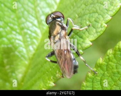 Leafwalkers and Forest Flies (Xylota Stock Photo - Alamy