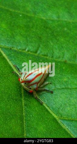 Oak Treehopper (Platycotis vittata Stock Photo - Alamy