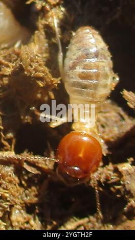 fungus-growing termites (Macrotermitinae Stock Photo - Alamy
