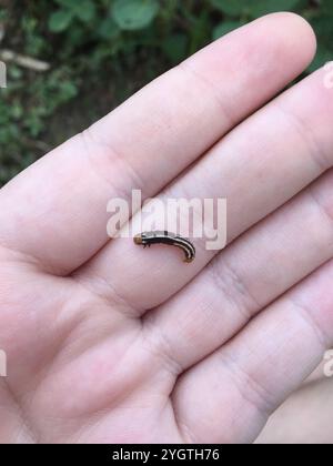 Stalk Borer Moth (Papaipema nebris Stock Photo - Alamy