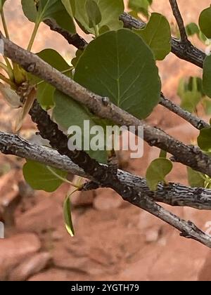 single-leaf ash (Fraxinus anomala) Plantae Stock Photo - Alamy