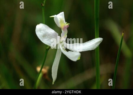 Pale Grasspink (Calopogon pallidus Stock Photo - Alamy