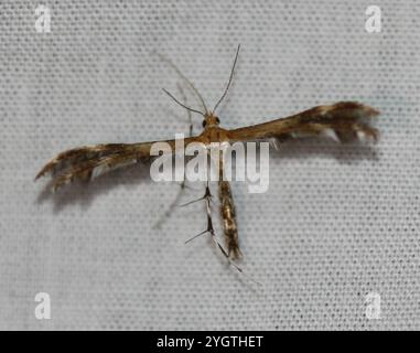 Lobed Plume Moth (Dejongia lobidactylus Stock Photo - Alamy