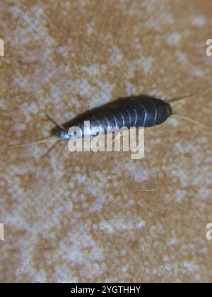 Common Silverfish (Lepisma saccharinum Stock Photo - Alamy