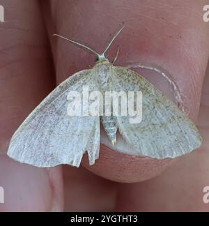 Yellow-dusted Cream Moth (Cabera erythemaria Stock Photo - Alamy