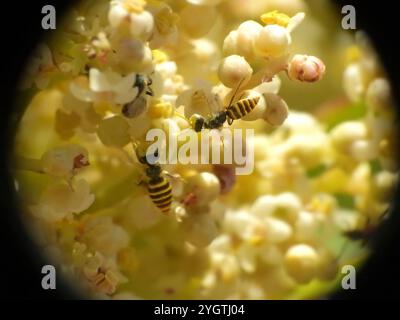 Rhus Fairy Bee (Perdita rhois), Insecta, Westwood, Los Angeles, CA, USA ...