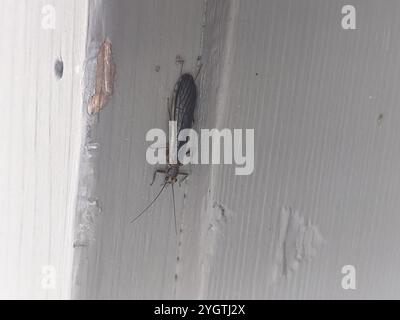 Tropical Stoneflies (Neoperla Stock Photo - Alamy