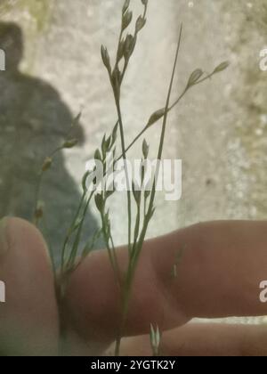 Toad rush (Juncus bufonius Stock Photo - Alamy