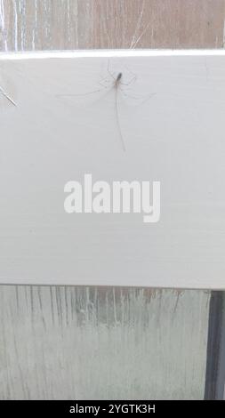 Common Cellar Spiders (Pholcus Stock Photo - Alamy