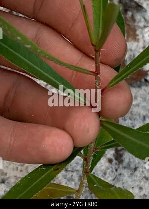 Queen's Delight (Stillingia sylvatica Stock Photo - Alamy