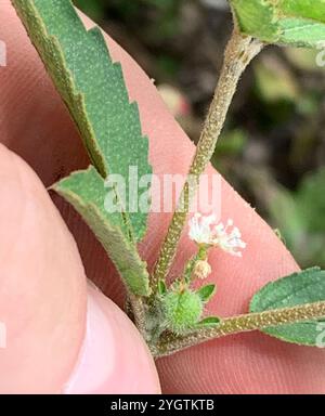 sand croton (Croton glandulosus septentrionalis Stock Photo - Alamy