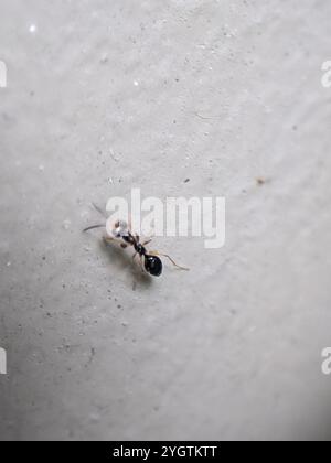 Pincer Wasps (Dryinidae Stock Photo - Alamy