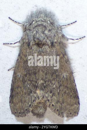 Variable Oakleaf Caterpillar Moth (Lochmaeus manteo Stock Photo - Alamy