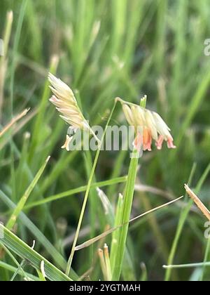 buffalograss (Bouteloua dactyloides Stock Photo - Alamy