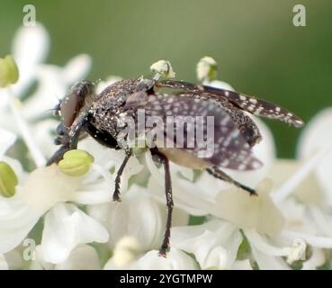 Dancing Kiss Fly (Platystoma seminationis Stock Photo - Alamy