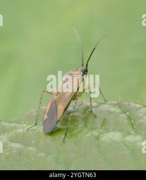 Common Nettle Flower Bug (Plagiognathus arbustorum Stock Photo - Alamy