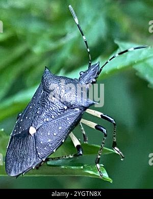 Black Stink Bug (Proxys punctulatus Stock Photo - Alamy
