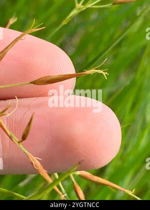 narrowfruit horned beaksedge (Rhynchospora inundata Stock Photo - Alamy