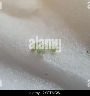 Varied Wave Moth (Scopula optivata Stock Photo - Alamy