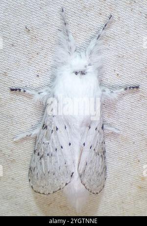 Dot-lined White (Artace cribrarius Stock Photo - Alamy